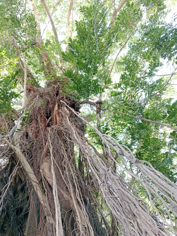 Hanging root tree stock image. Image of jungle, forest - 288827803