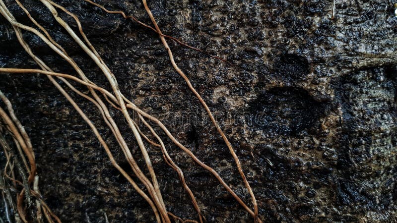 Hanging Roots Attached on the Wet Tree Bark after Raining Stock Image ...