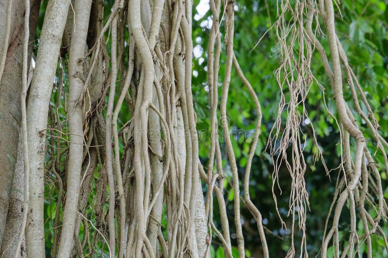 Hanging banyan roots stock image. Image of hanging, plant - 310176731