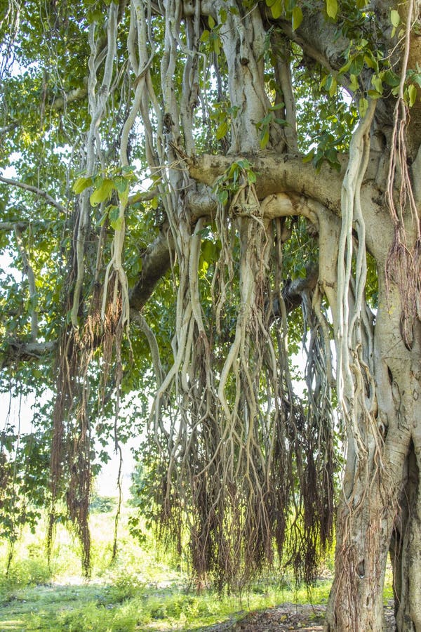 Hanging Roots of Banyan Tree. Stock Image - Image of tree, grass: 163476643
