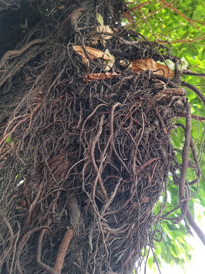 Hanging Roots of the Banyan Tree Stock Image - Image of landscape ...