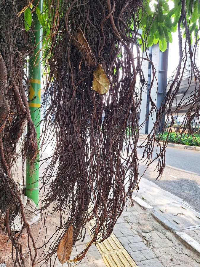 Hanging Roots of the Banyan Tree Stock Photo - Image of background ...