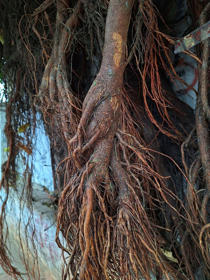 Hanging Roots of the Banyan Tree Stock Image - Image of blue, leaf ...