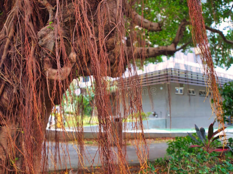 Hanging Roots of a Banyan Tree Stock Image - Image of outdoor ...