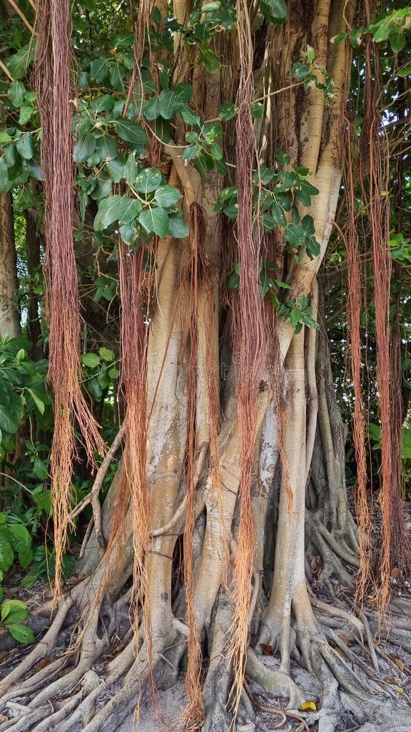 Hanging Roots of Banyan Tree on Maldives Stock Photo - Image of ...