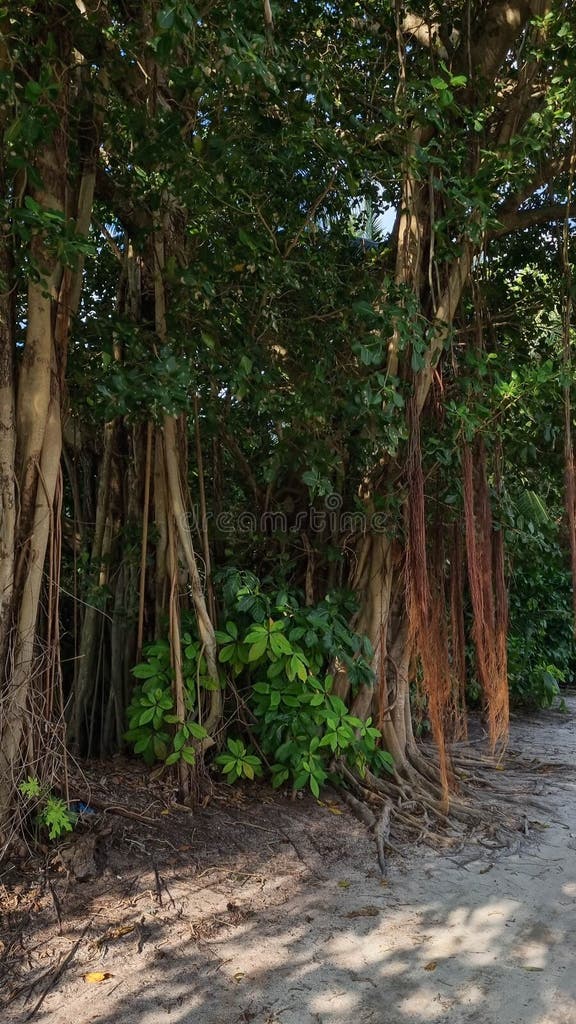 Hanging Roots of Banyan Tree on Maldives Stock Image - Image of outdoor ...