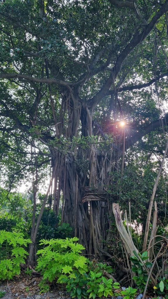 Hanging Roots of Banyan Tree on Maldives Stock Image - Image of pattern ...