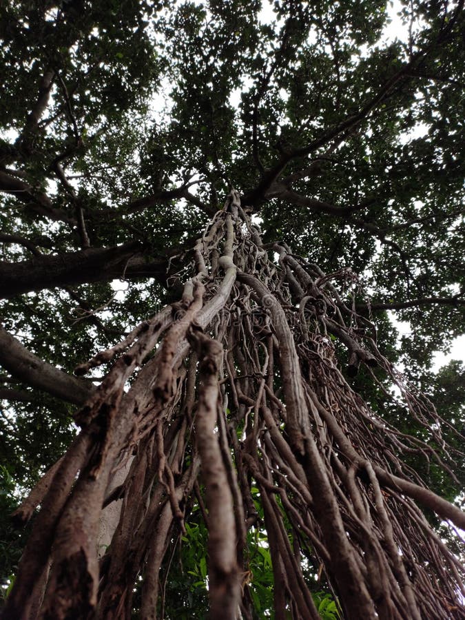 Hanging roots of tree stock image. Image of nthis, beautiful - 147567615