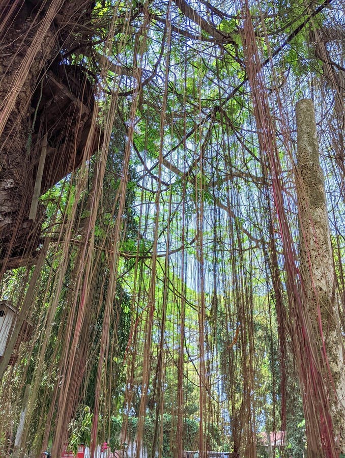 Hanging roots of tree stock image. Image of nthis, beautiful - 147567615