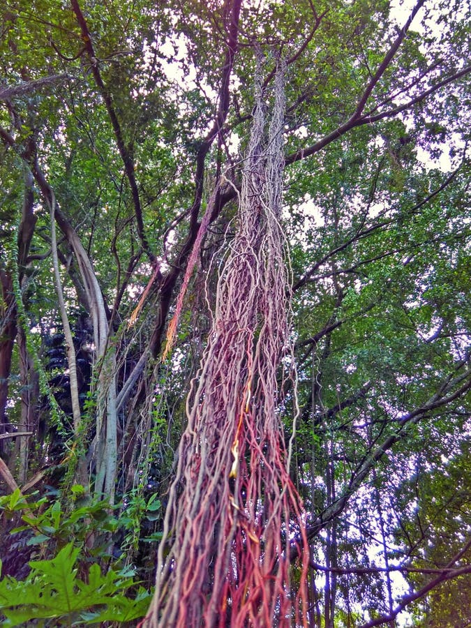 Hanging roots stock photo. Image of rainforest, forest - 77278786