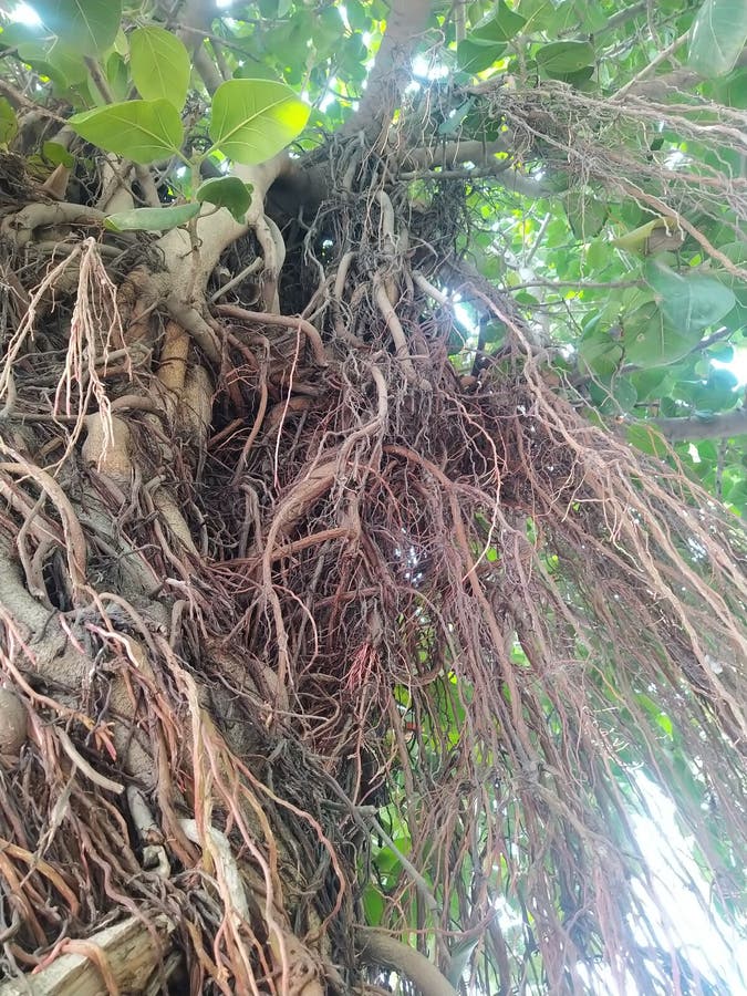 Hanging Roots Inside the Banyan Stock Image - Image of roots, hanging ...
