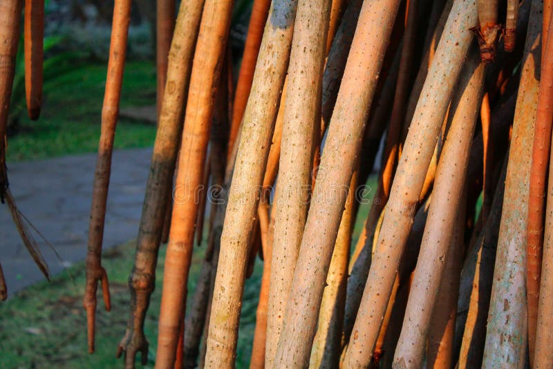 Hanging Roots on Mangrove Plants Stock Photo - Image of luminous ...