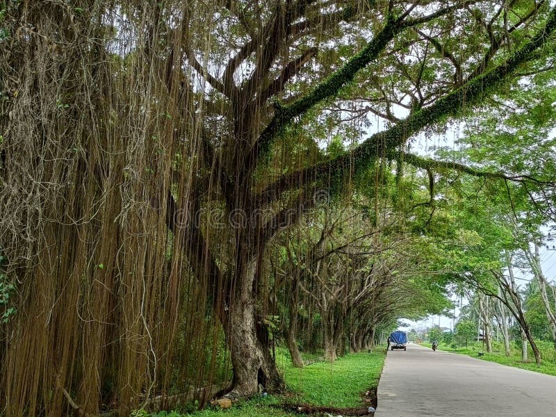 Hanging Roots of a Parasite Plant Stock Image - Image of roots ...