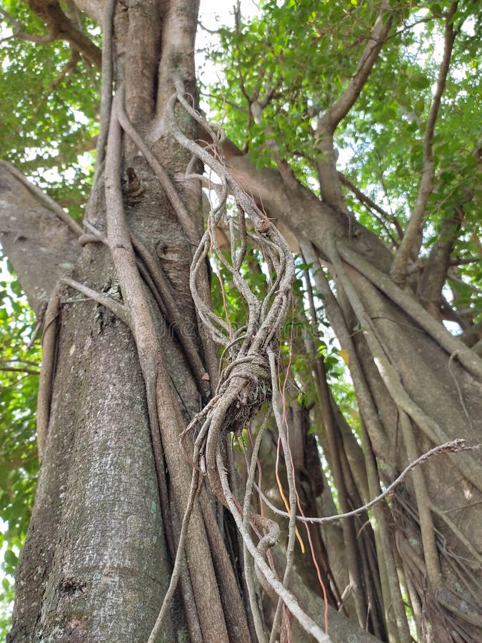 Roots Hanging Green Leafy Trees Stock Photos - Free & Royalty-Free ...