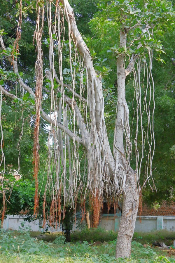 Banyan Tree Hanging Roots Banyan Tree Roots Hanging Hi Res Stock
