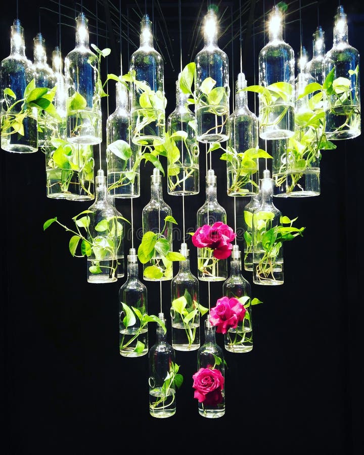Hanging Roses Flowers with Light Shaded Colours on Display Stock Image ...