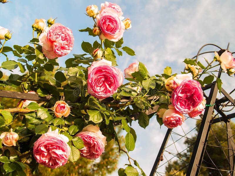 Hanging Roses Flowers with Light Shaded Colours on Display Stock Image ...