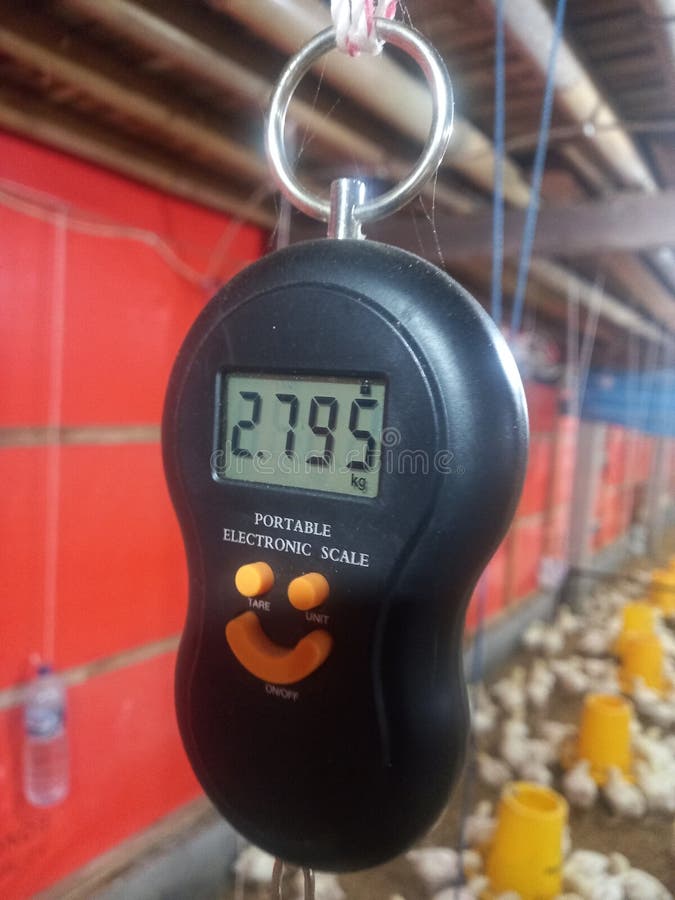 Hanging scales for broiler stock photo. Image of farming - 274453104