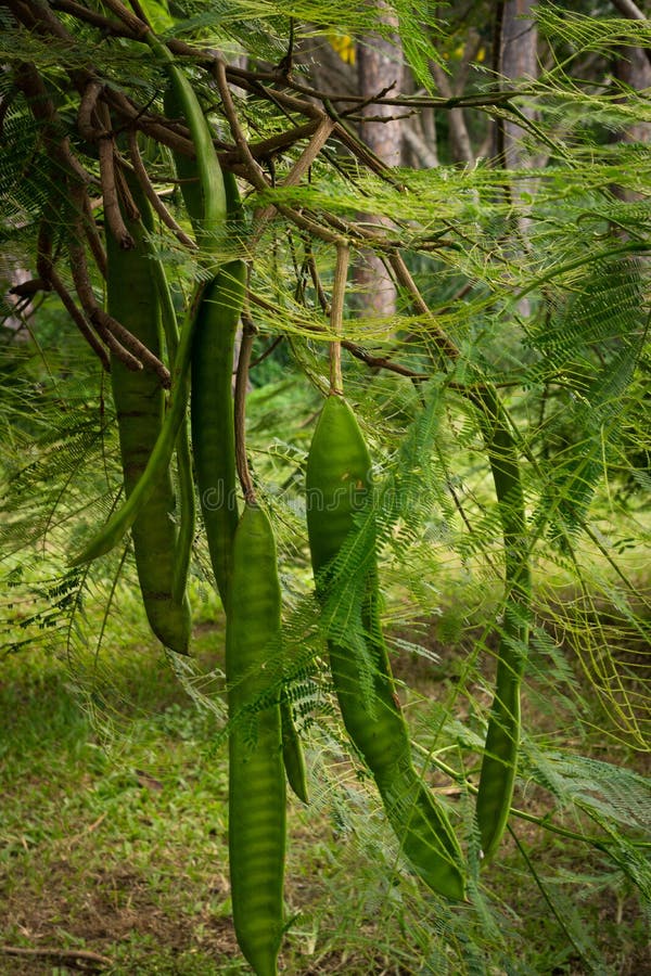 212 Australian Seed Pods Stock Photos - Free & Royalty-Free Stock ...