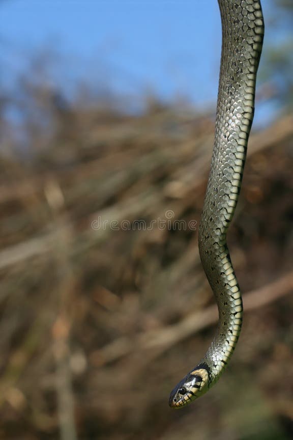 Hanging snake stock image. Image of viper, slender, grass - 2383589