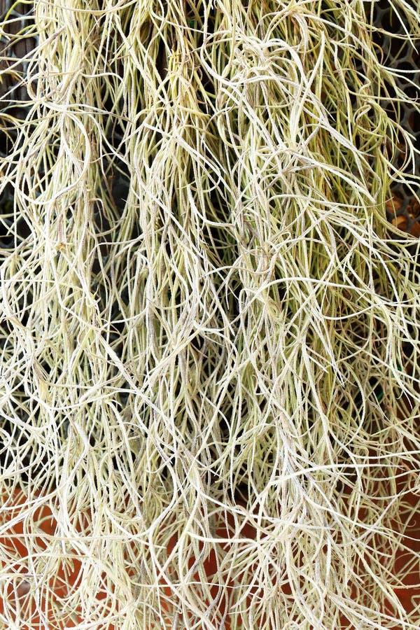 Hanging Spanish Moss in Garden Design Stock Image - Image of summer ...