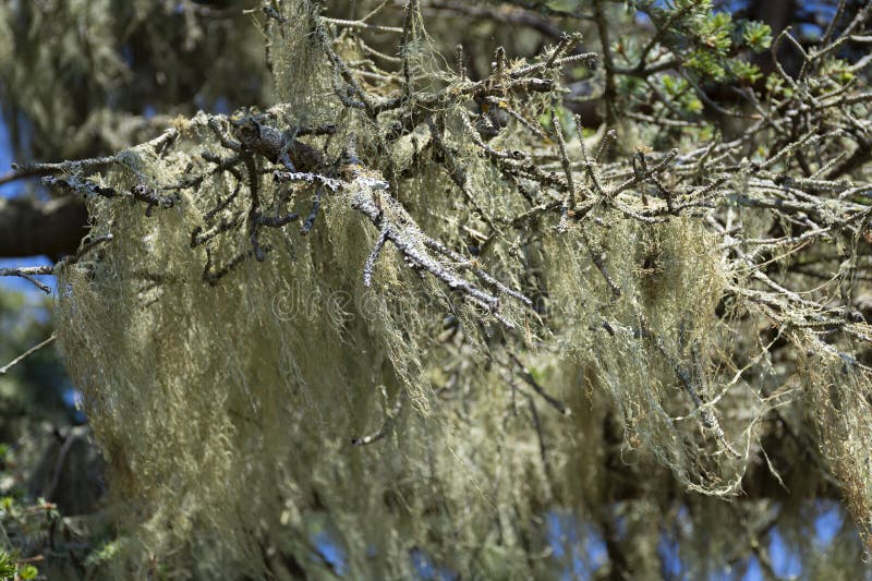 Hanging Spanish Moss Background Texture Close Up Stock Image - Image of ...