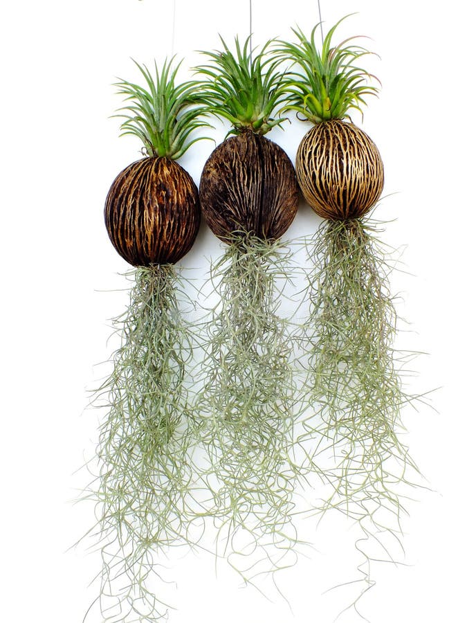 Spanish Moss Isolated on White Background Stock Image - Image of ...