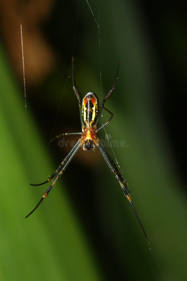 Hanging spider stock image. Image of deadly, creepy, crawly - 13124481