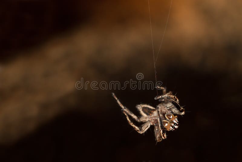 Hanging Spider stock image. Image of creepy, arachnid - 29082127
