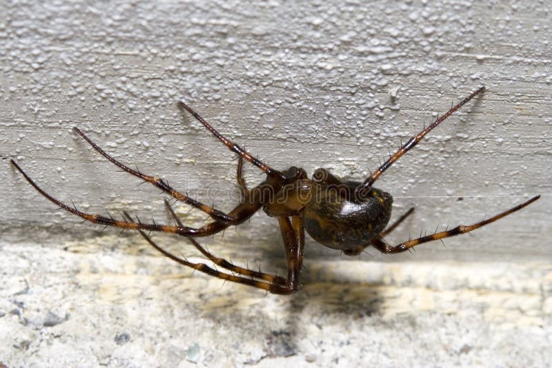 Hanging spider stock photo. Image of scary, spider, spooky - 4224466