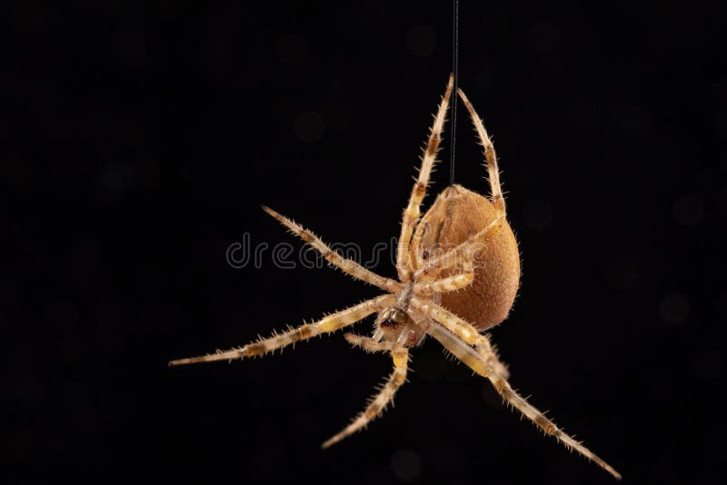 Hanging spider stock photo. Image of leaf, belly, wing - 266220426