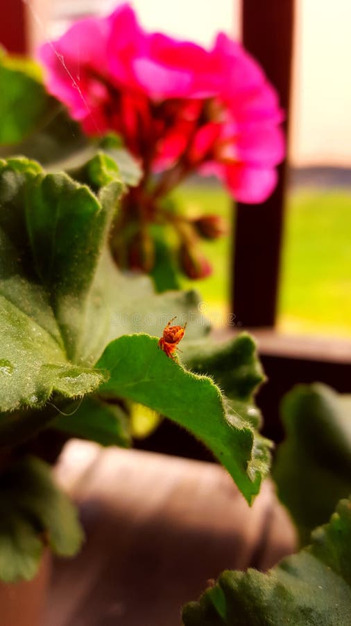 Hanging spider stock photo. Image of spider, geranium - 73869134
