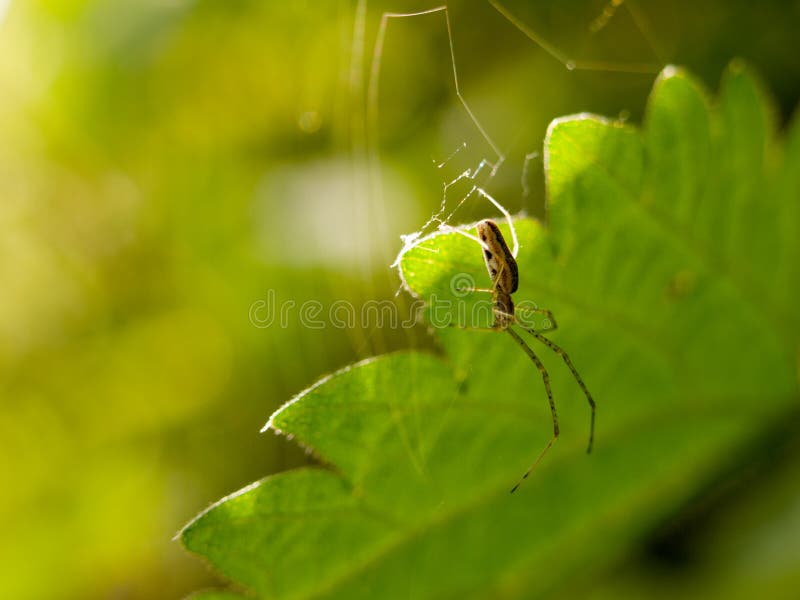 Hanging Spider in Spring with Leaf Background Stock Photo - Image of ...
