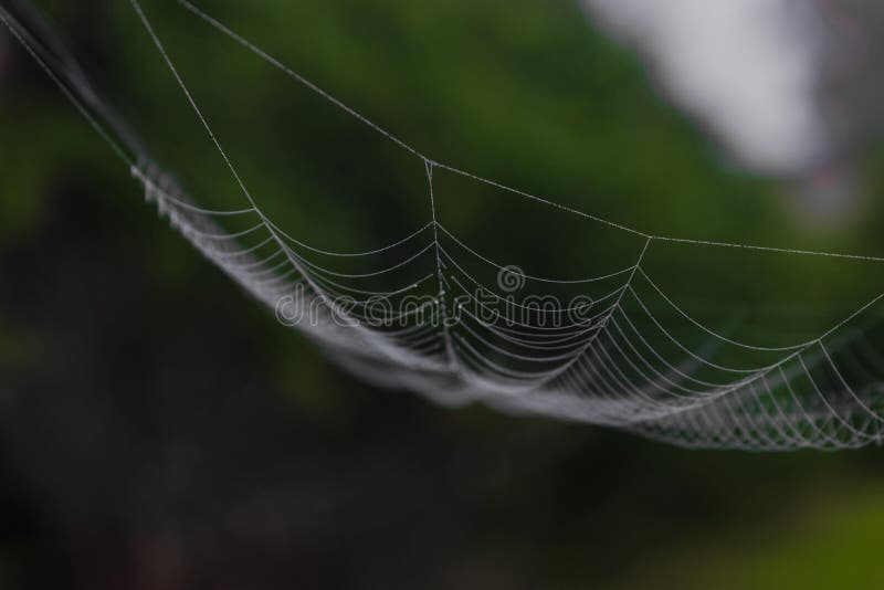 Hanging Spider Web in Front of the Green and Blurry Nature Background ...