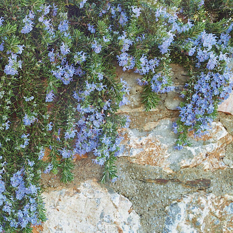 Spring Flowers in a Vase stock photo. Image of cultivated - 215006618