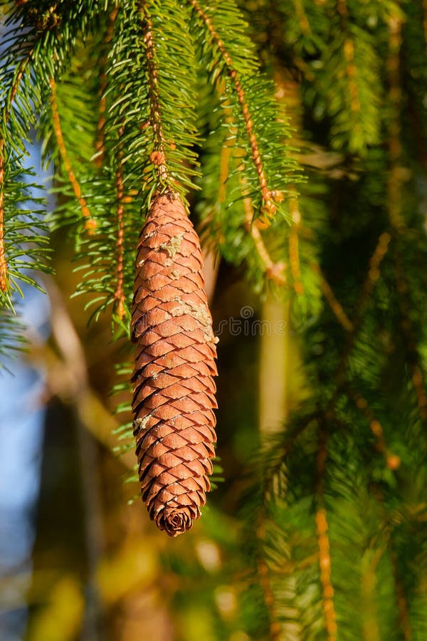 Hanging Spruce tree cone stock photo. Image of norway - 240018048