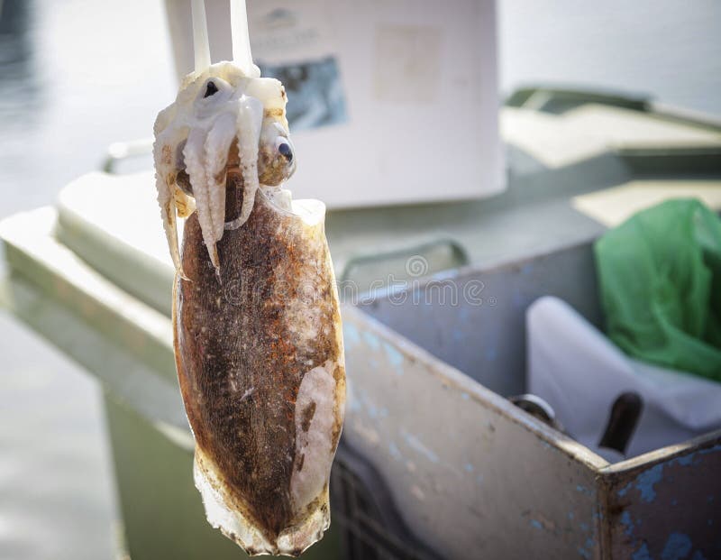 Hanging Squid stock image. Image of macro, fresh, brown - 91347509