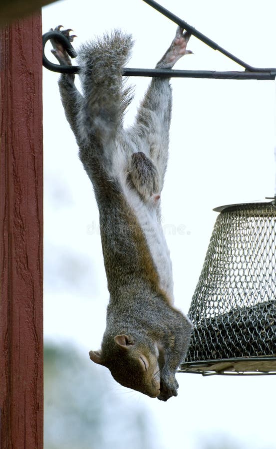Hanging Squirrel stock image. Image of creature, rodent - 19095427