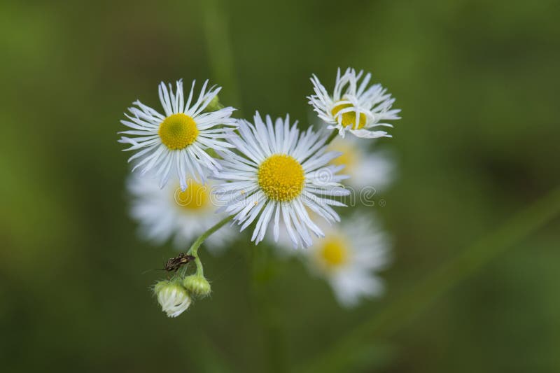 Hanging in there stock photo. Image of macro, closeup - 89520238