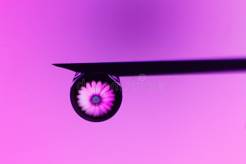 Hanging by a thread. stock photo. Image of refraction - 268345210