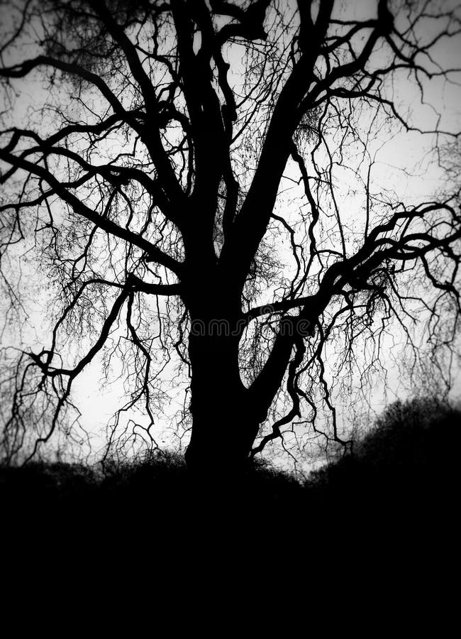 Hanging tree stock image. Image of park, white, tree - 135124179