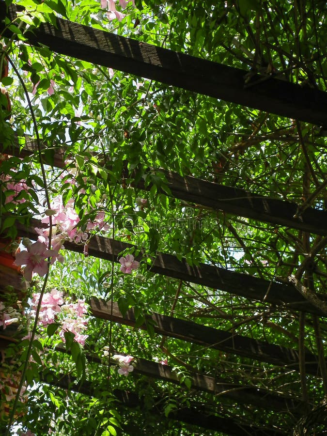 Hanging tree stock image. Image of season, plant, color - 94084235