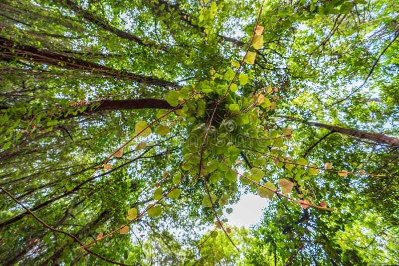 Hanging Tree Branch with Out-of-focus Tree Background Stock Image ...
