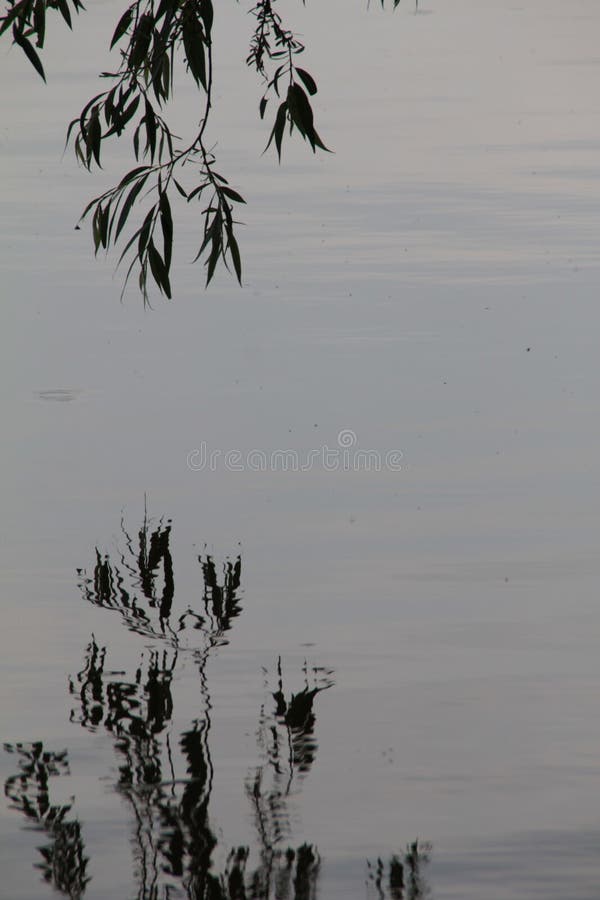 Hanging Tree Branch Reflection on the Water Stock Photo - Image of ...