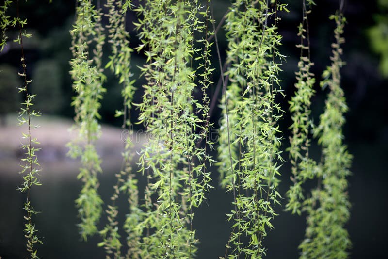 Hanging Tree Branches with Bright Young Leaves Stock Photo - Image of ...