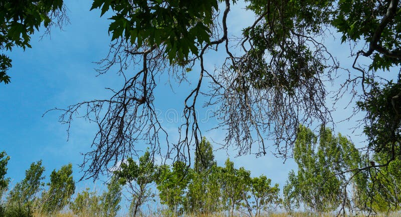 Hanging tree branches stock image. Image of beautiful - 306126299