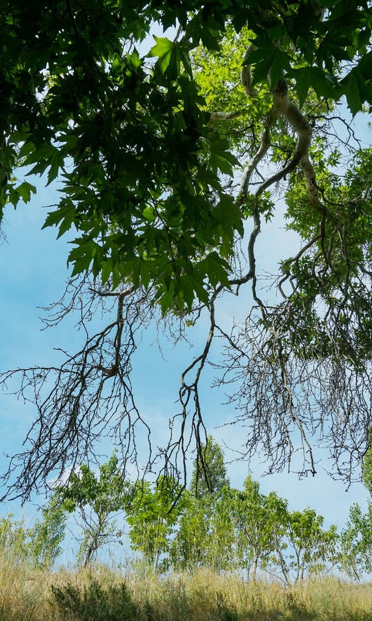 Hanging tree branches stock image. Image of organic - 306126565