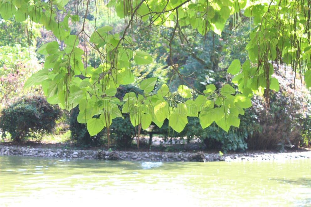 Hanging tree in the lake. stock photo. Image of flower - 286797726