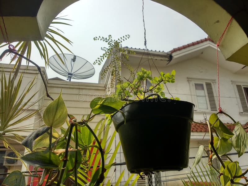 A Hanging Tree Pot stock image. Image of tree, beautiful - 161131115