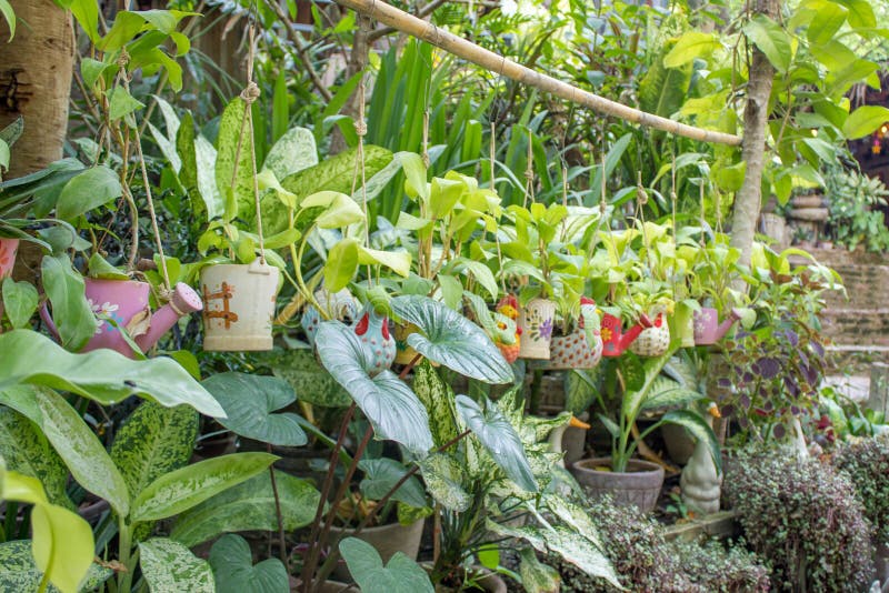 Hanging tree pot stock image. Image of plant, nature - 78667607